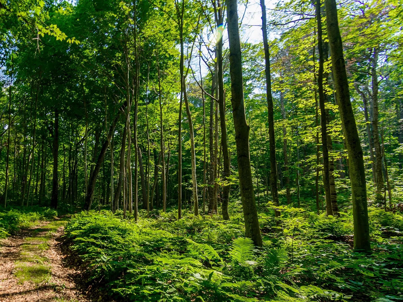 White Cliff Fen and Forest State Natural Area - HTR